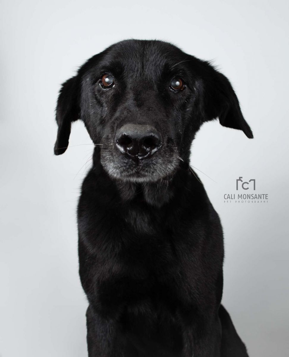 Voz Animal | Negrito