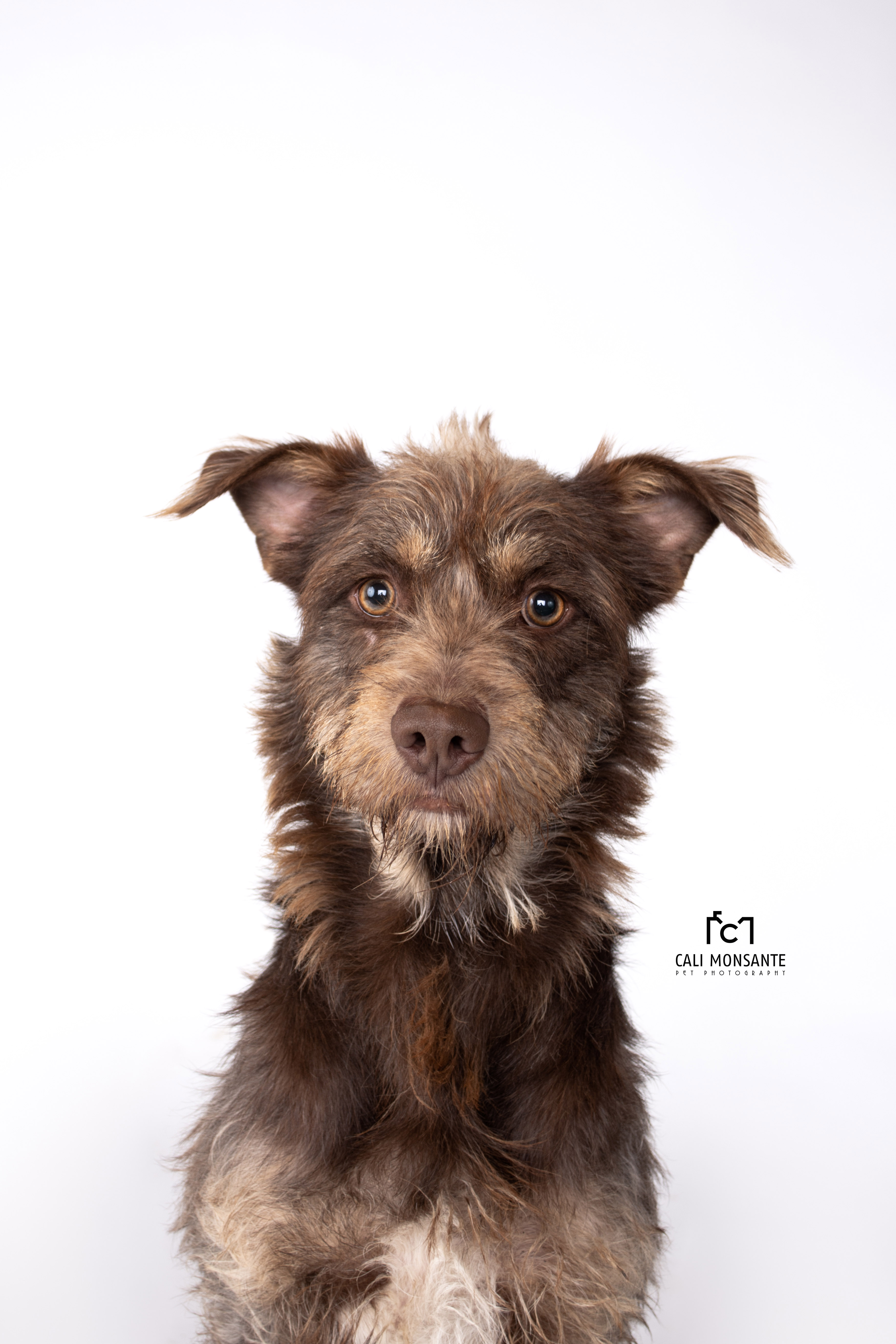 Voz Animal | Firulais