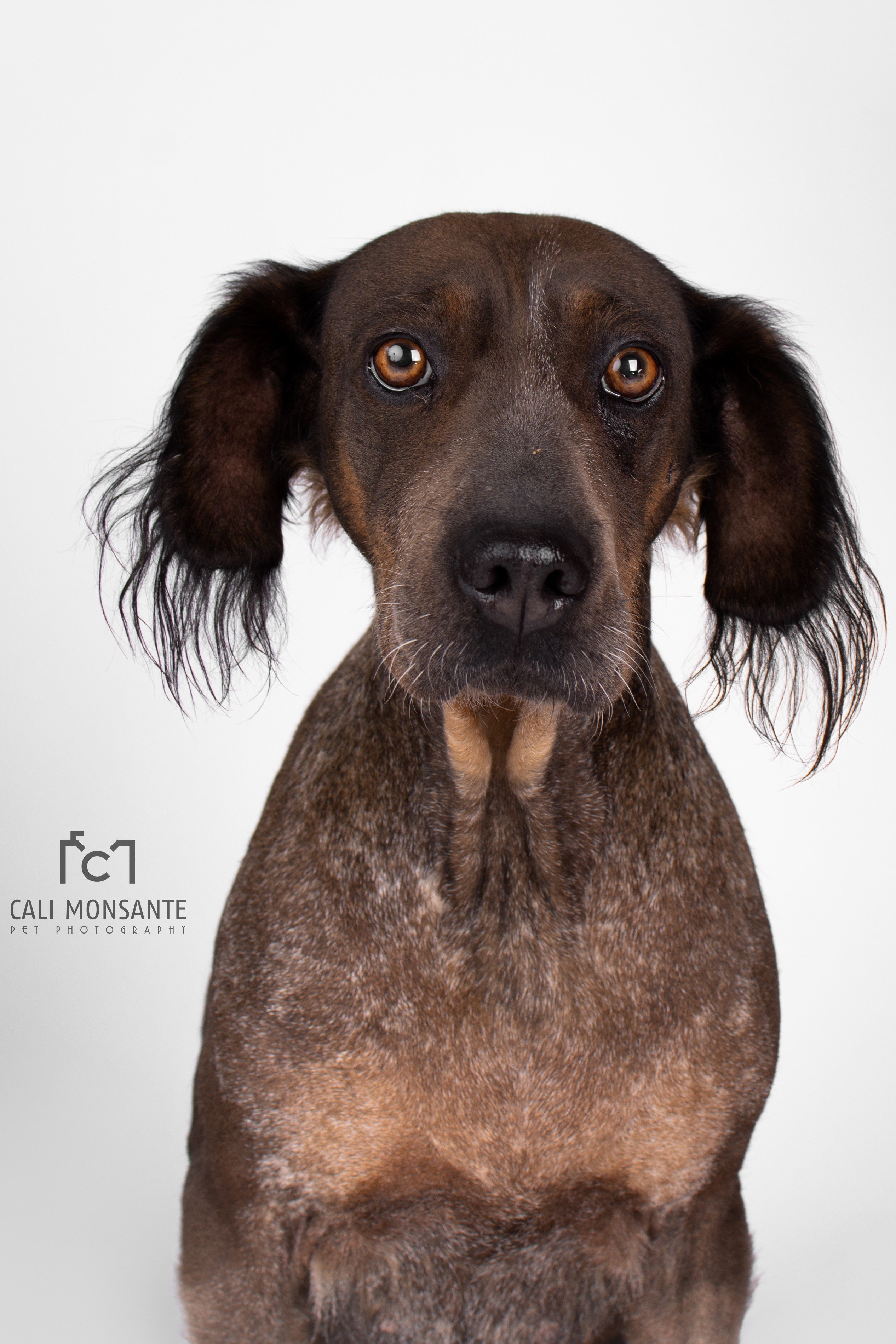 Voz Animal | Morocha